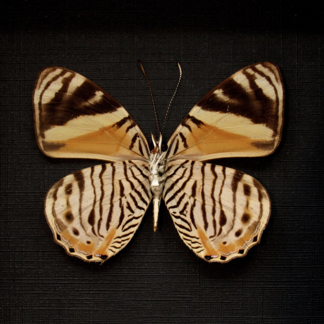 Real Tiger Beauty Butterfly Framed Taxidermy - Tigridia Acesta ...