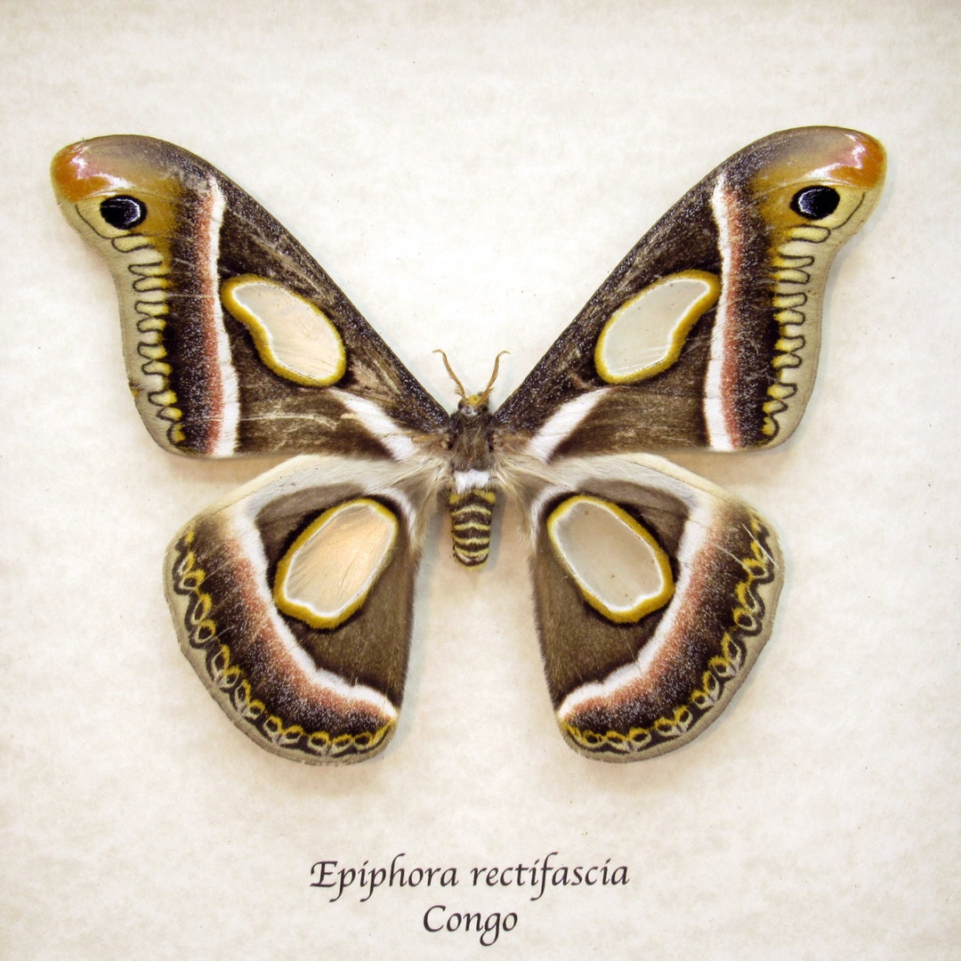 Rare Saturn Moth Framed Taxidermy Epiphora Rectifascia Large Size ...