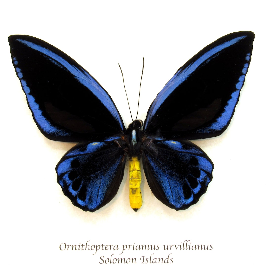 Rare XL Blue Birdwing Butterfly Framed Taxidermy - Etsy
