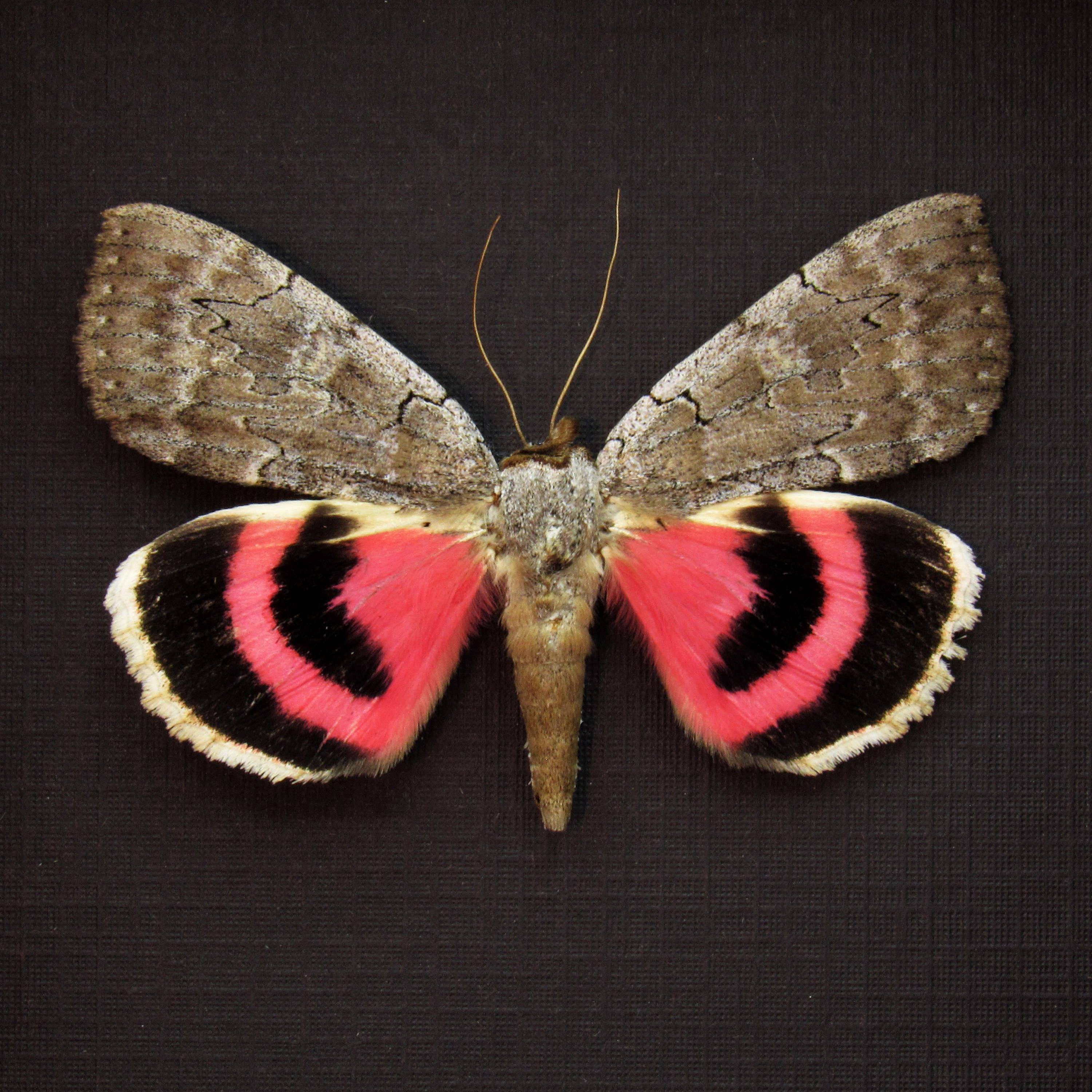 Underwing Moth