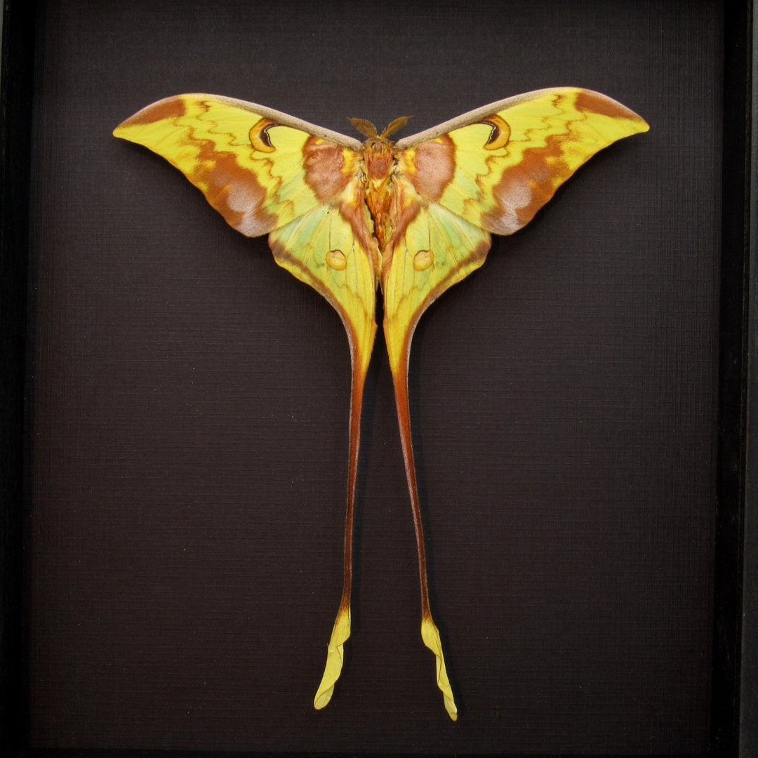 giant-malaysian-moon-moth-framed-taxidermy-actias-maenas-etsy