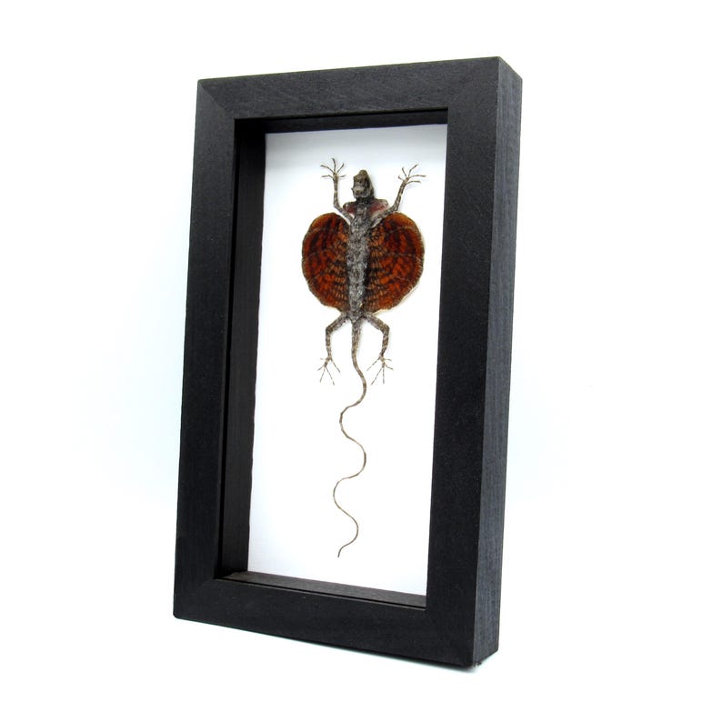 Real Red Bearded Flying Dragon Lizard Framed Taxidermy - Draco ...