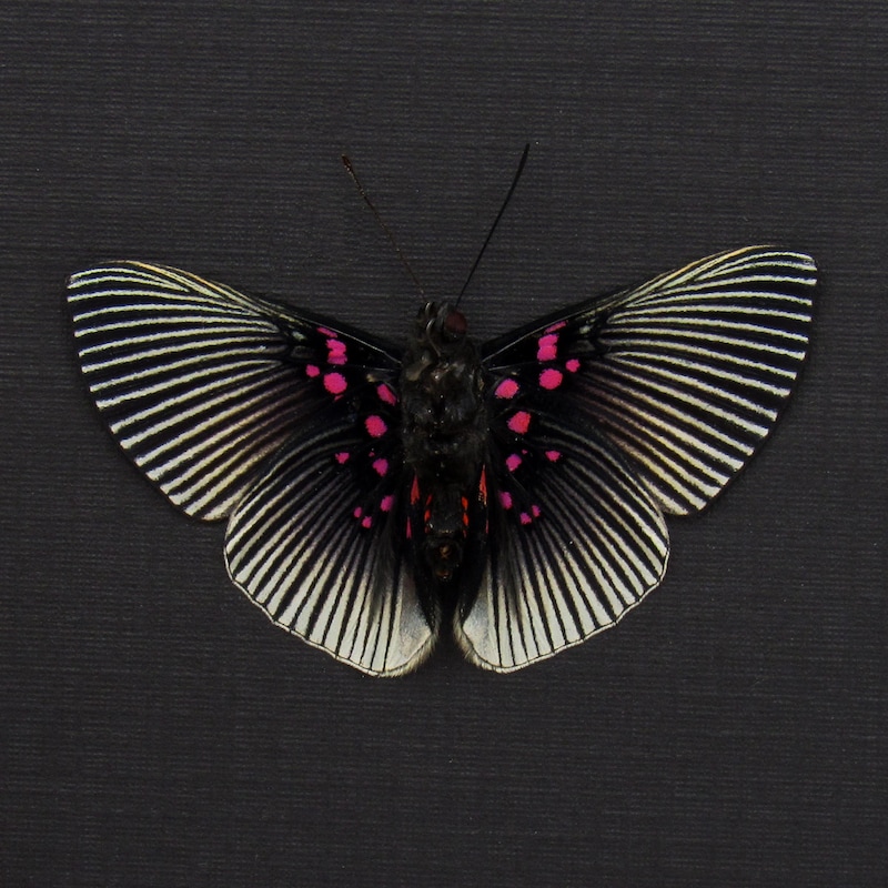 Butterfly Taxidermy - Etsy