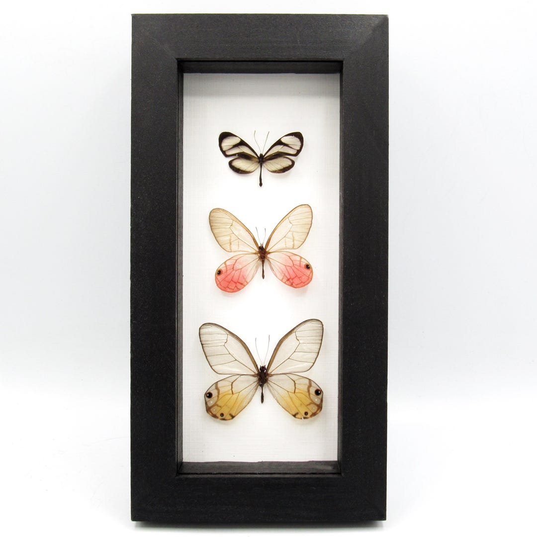 Real Framed Glasswing Butterfly Collection - Peruvian Glass Wings - Etsy