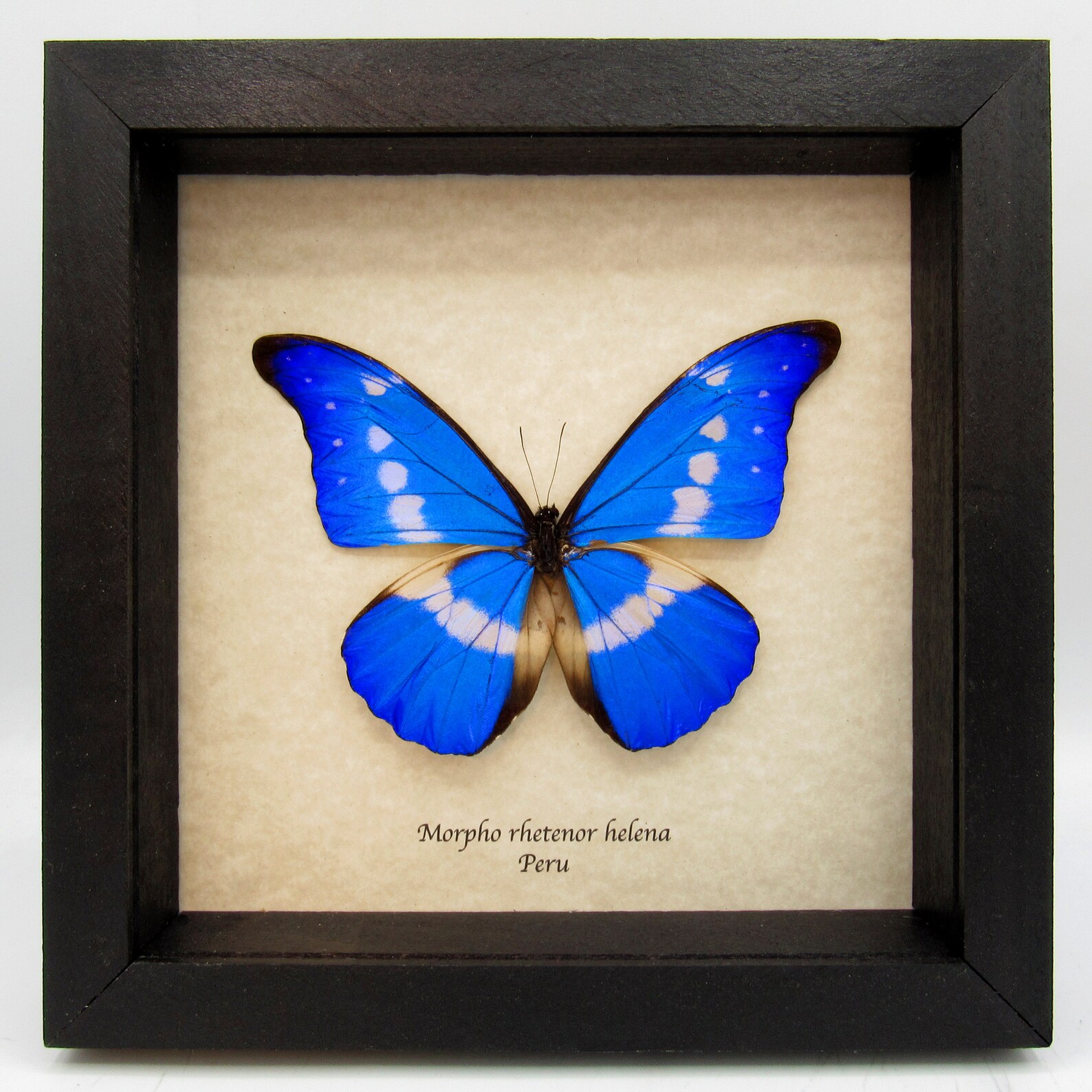 Real XL metallic blue butterfly framed Morpho rhetenor | Etsy