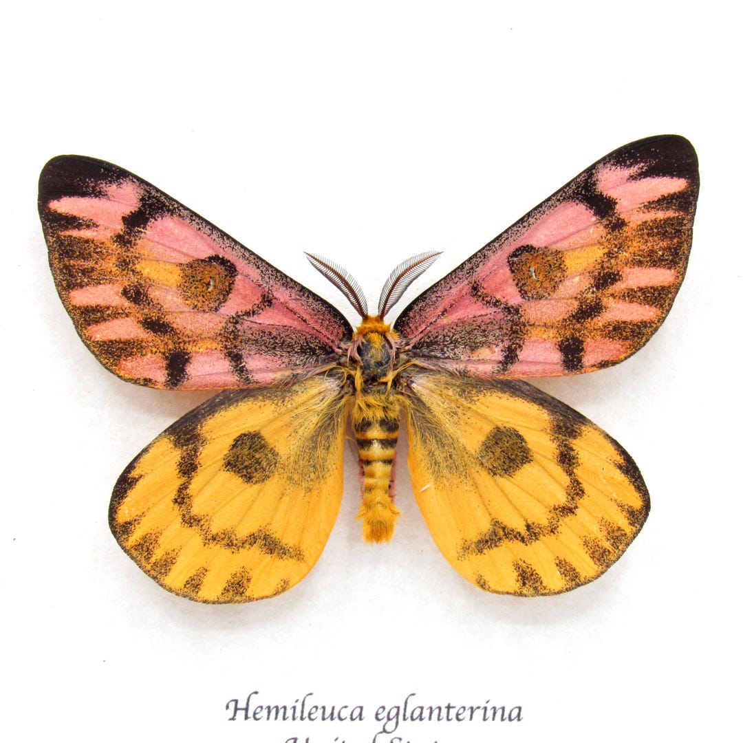 Real Rare Pink Western Sheep Moth Framed Taxidermy - Hemileuca ...