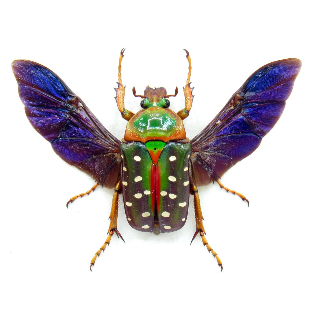 Real Purple Polka Dot Scarab Beetle Framed Taxidermy Stephanorrhina ...