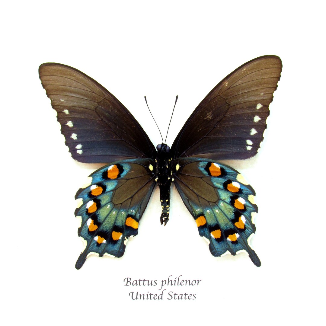 Real XL Metallic Pipevine Swallowtail Framed Taxidermy - Battus ...