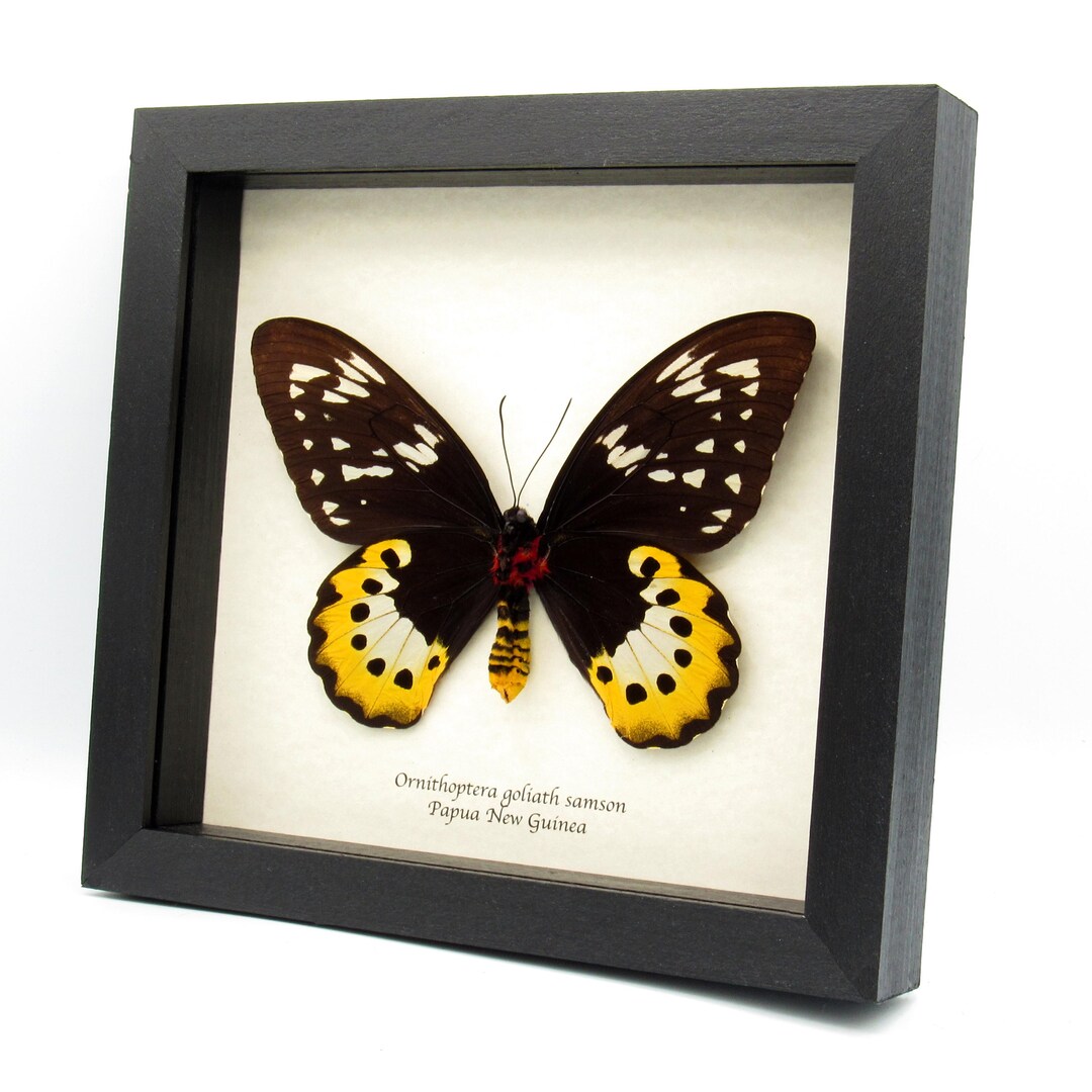 Real XL Goliath Birdwing Butterfly Framed Taxidermy Ornithoptera ...