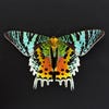 Rare Female White Banded Palla Butterfly Framed Taxidermy - Palla ...