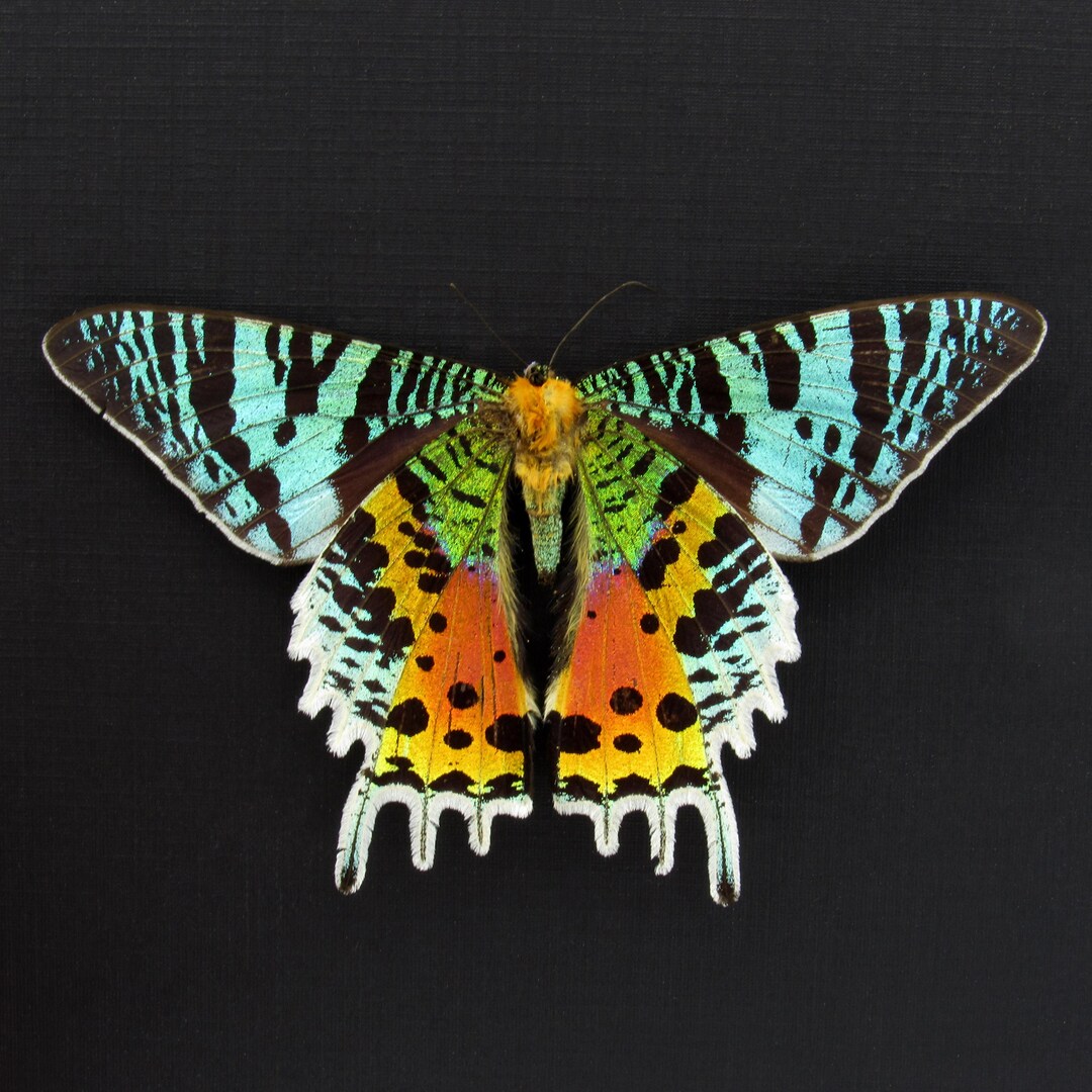Real Rainbow Sunset Moth Framed - Urania Ripheus - Victorian Mount - Etsy