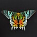 Rare Female White Banded Palla Butterfly Framed Taxidermy - Palla ...