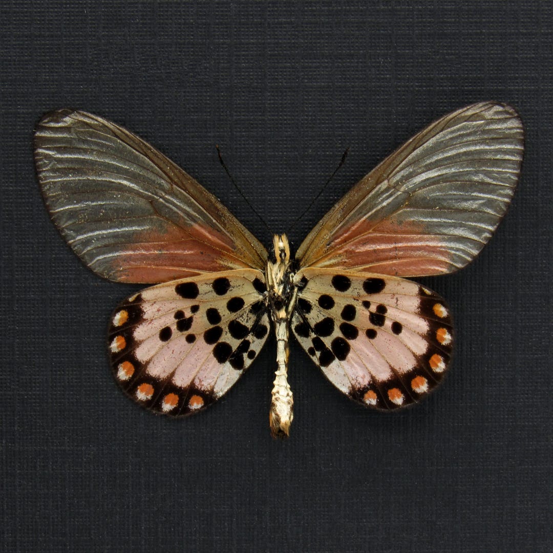 Real Pink African Glasswing Butterfly Framed Specimen - Acraea ...