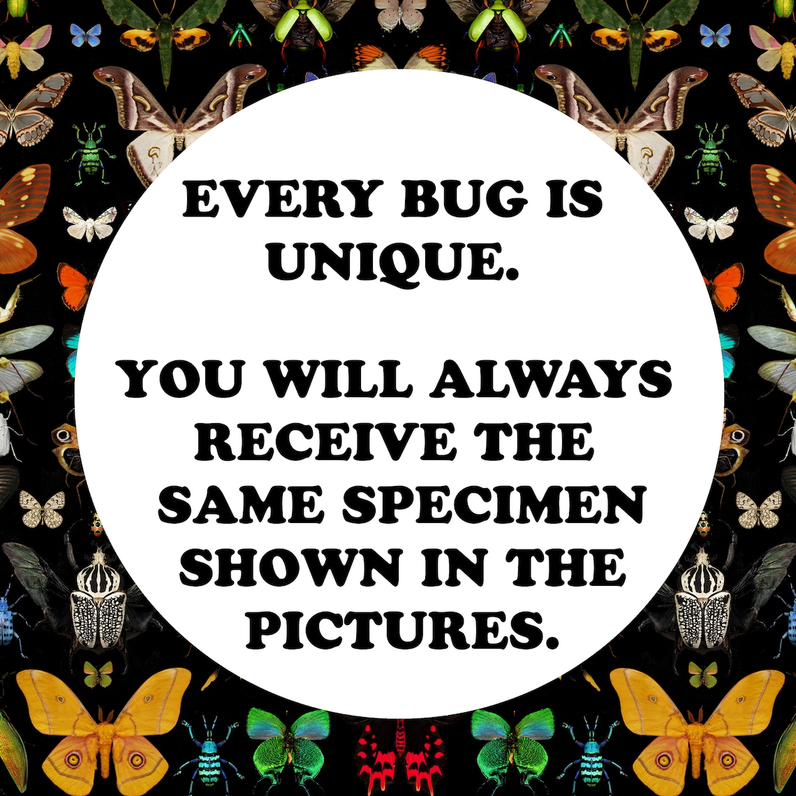 Real Tiny Blue Butterfly Framed Taxidermy Jamides Euchylas - Etsy