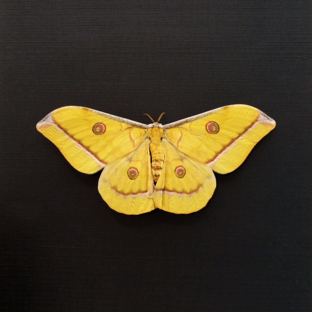 Real Giant Yellow Saturn Moth Framed Taxidermy - Antheraea Jana ...