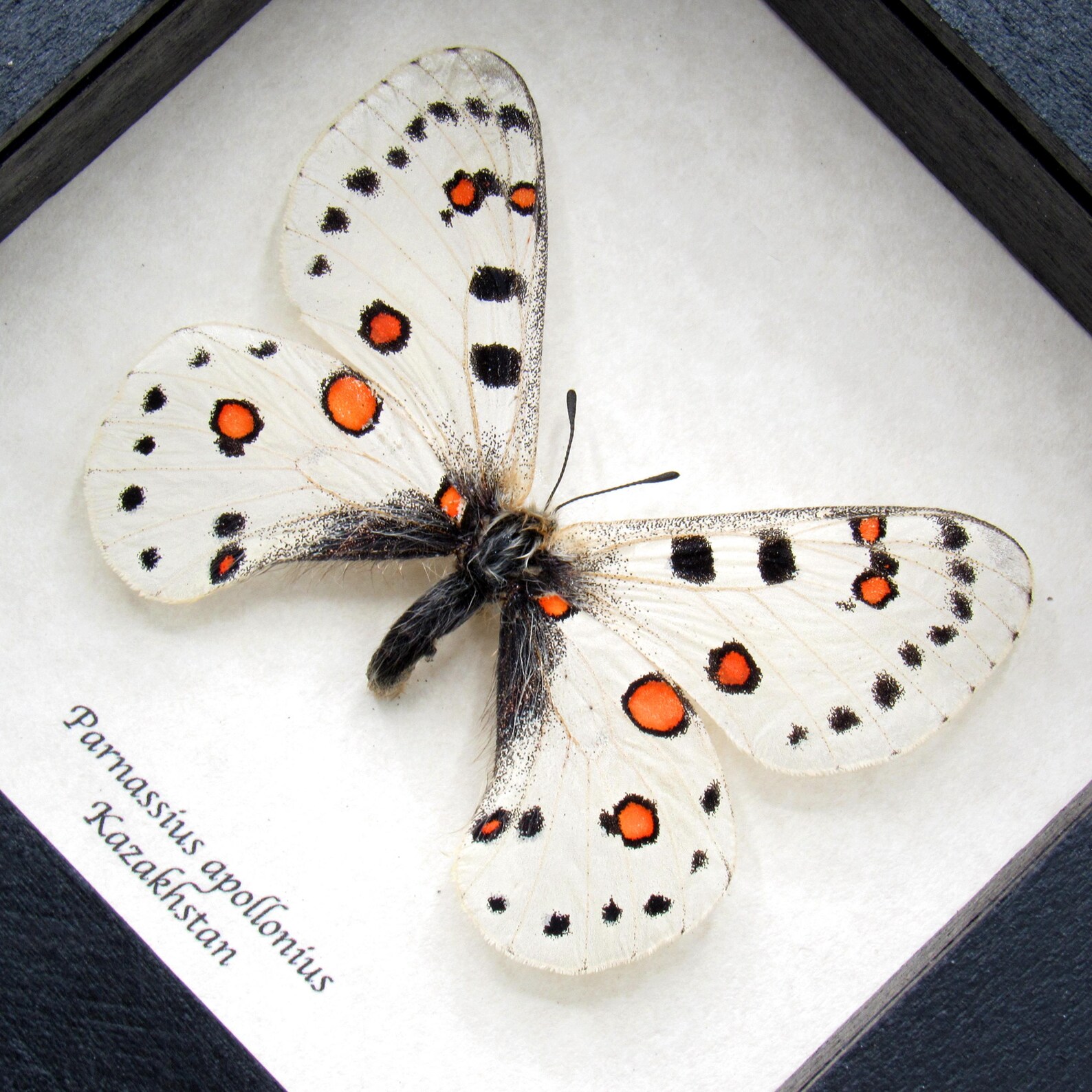 Real White Snow Apollo Butterfly Framed Taxidermy - Parnassius ...