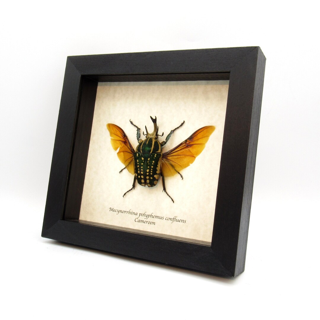 Very Large Real Scarab Beetle Framed Taxidermy Mecynorrhina Polyphemus ...