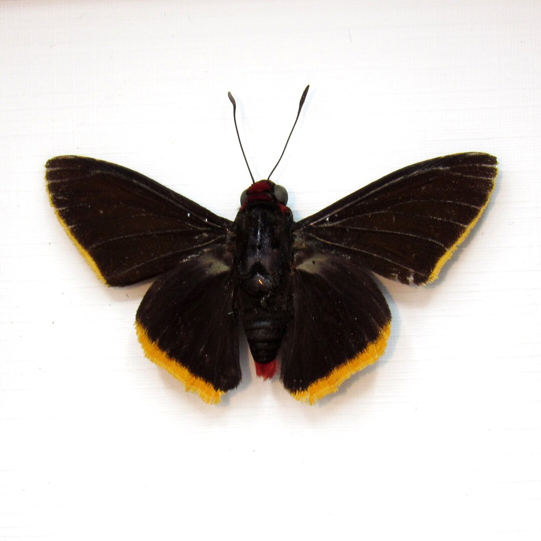 Real Red Firetip Skipper Butterfly Framed Taxidermy - Pyrrhopyge ...