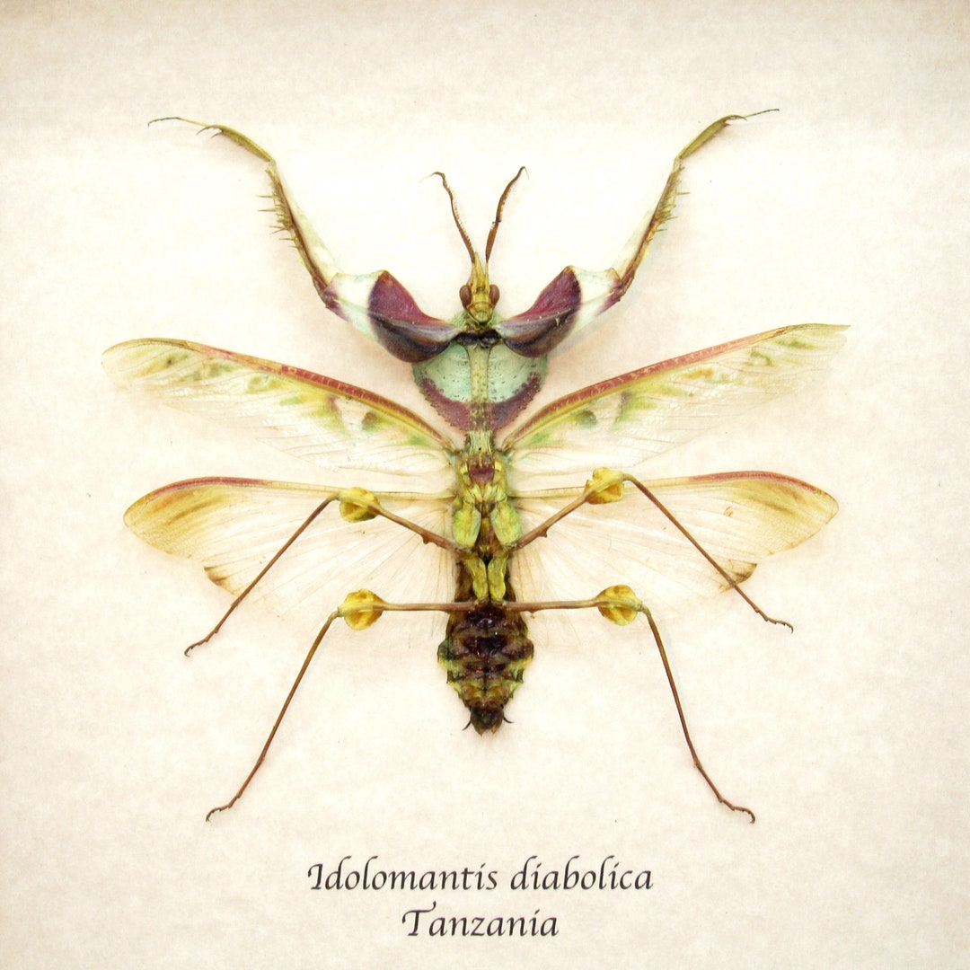 Real Giant Devils Praying Mantis Framed Taxidermy - Etsy