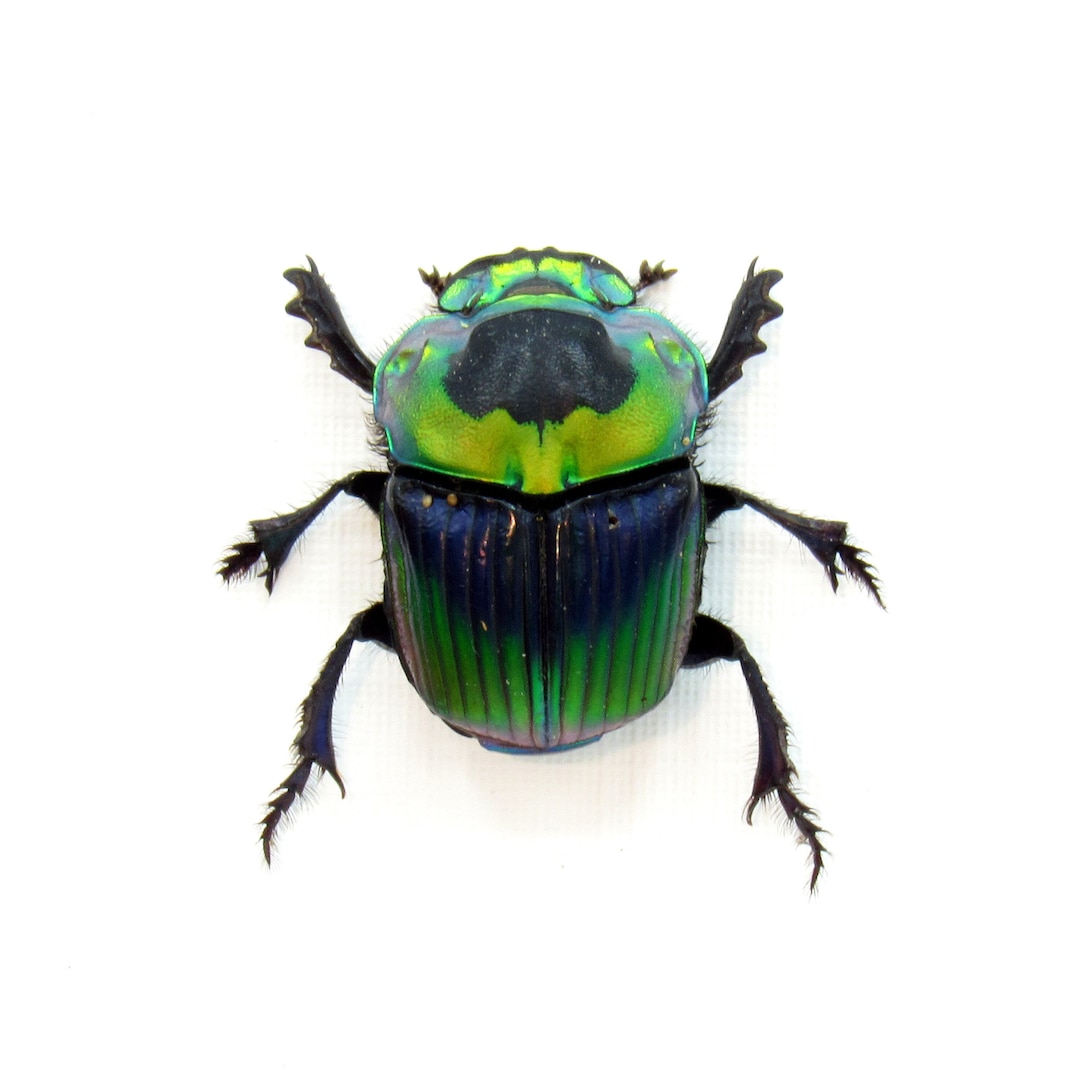 Real Rainbow Dung Scarab Beetle Framed Taxidermy - Phanaeus Imperator ...