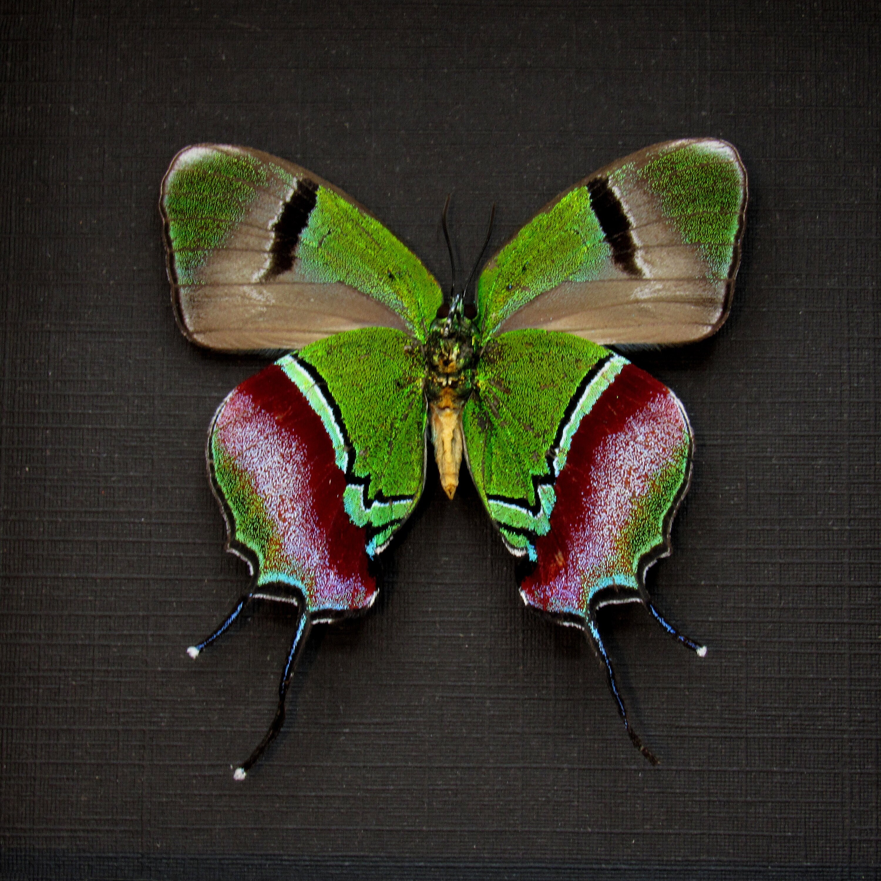 Real Metallic Green Butterfly Framed Taxidermy Evenus - Etsy