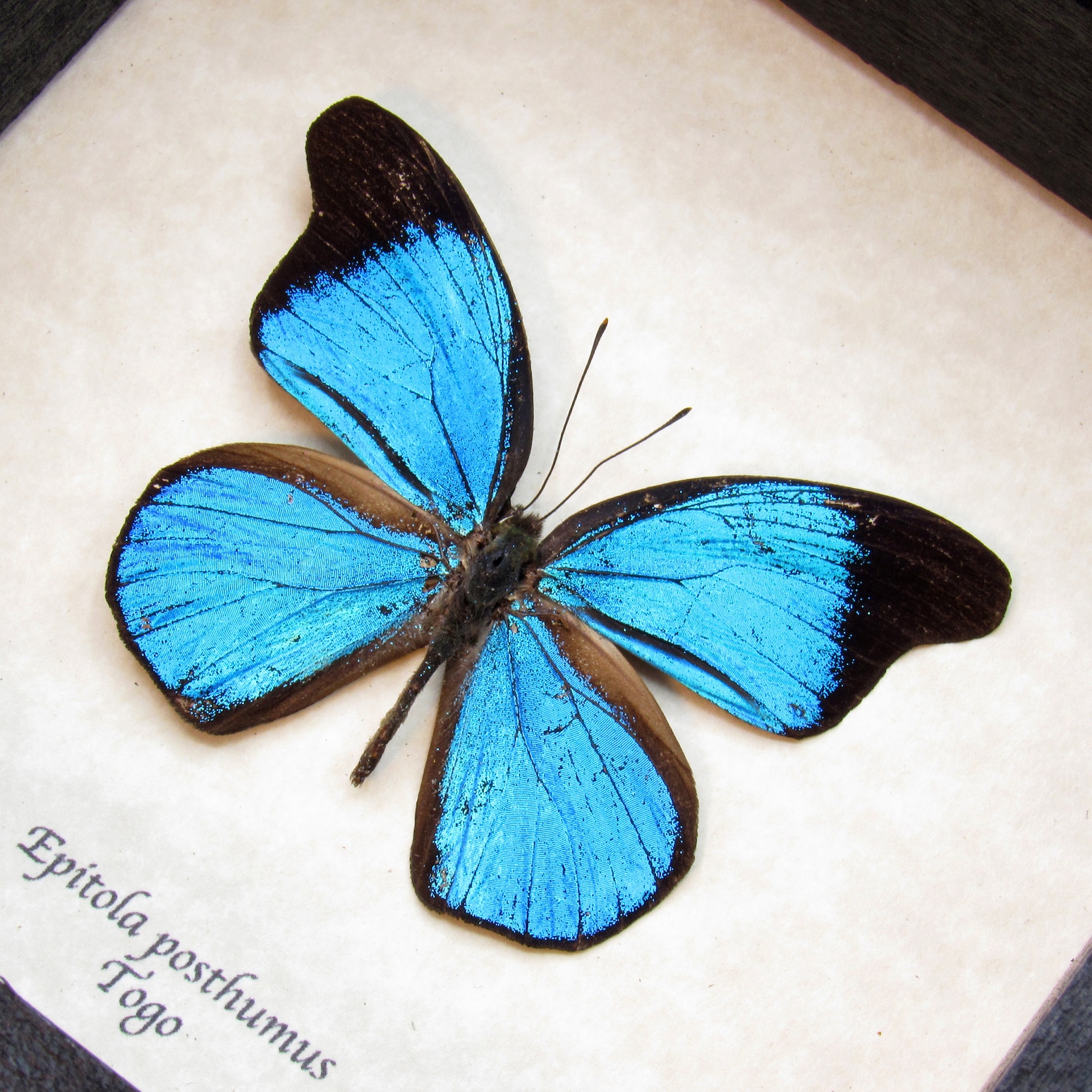 Rare metallic blue butterfly framed Epitola posthumus | Etsy