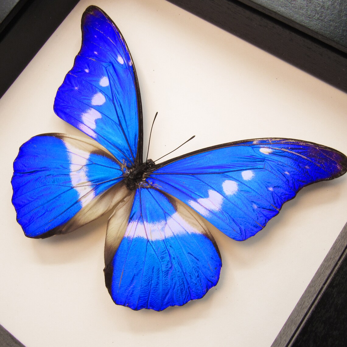 Real Metallic Blue Butterfly Framed Taxidermy Morpho - Etsy