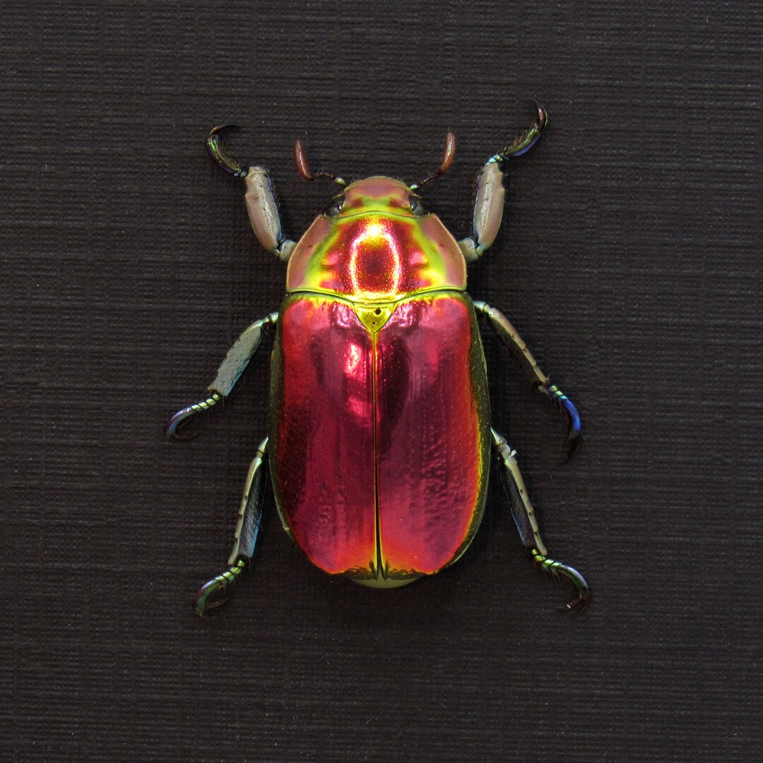 Very Rare Red and Gold Jewel Beetle Framed Taxidermy Chrysina Aurigans ...