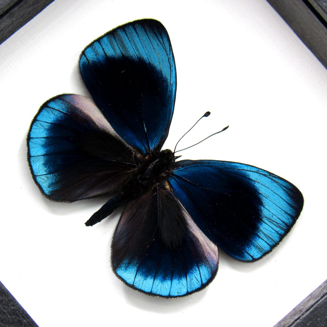 Real Metallic Blue Butterfly Framed Taxidermy - Asterope Leprieuri - Etsy
