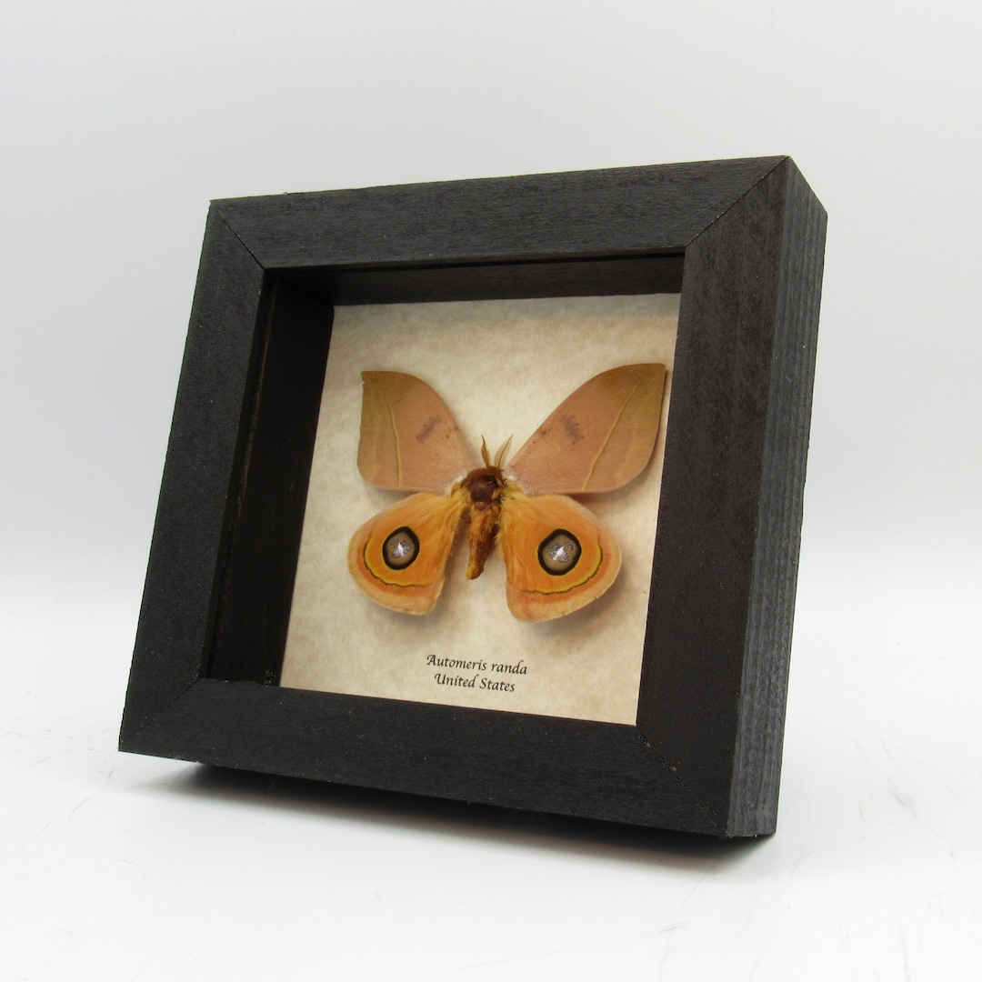 Real Desert Saturn Moth Framed Taxidermy - Automeris Randa - Etsy