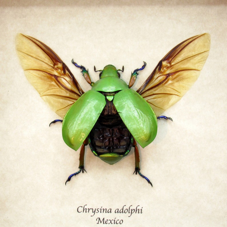 Real Rainbow Legged Scarab Beetle Framed Taxidermy Chrysina - Etsy