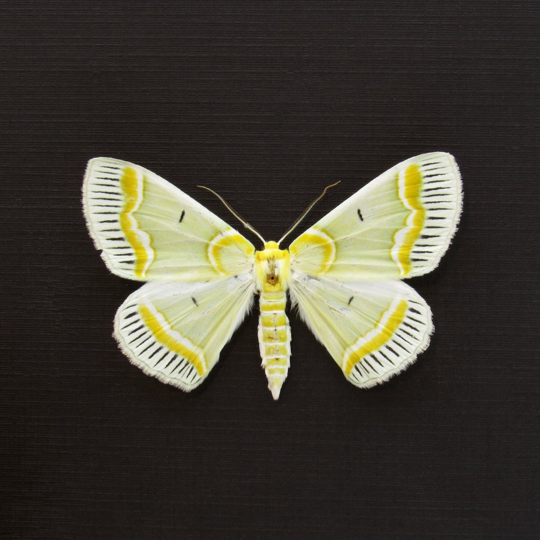 Real Green Geometer Moth Framed Taxidermy Iotaphora Admirabilis - Etsy