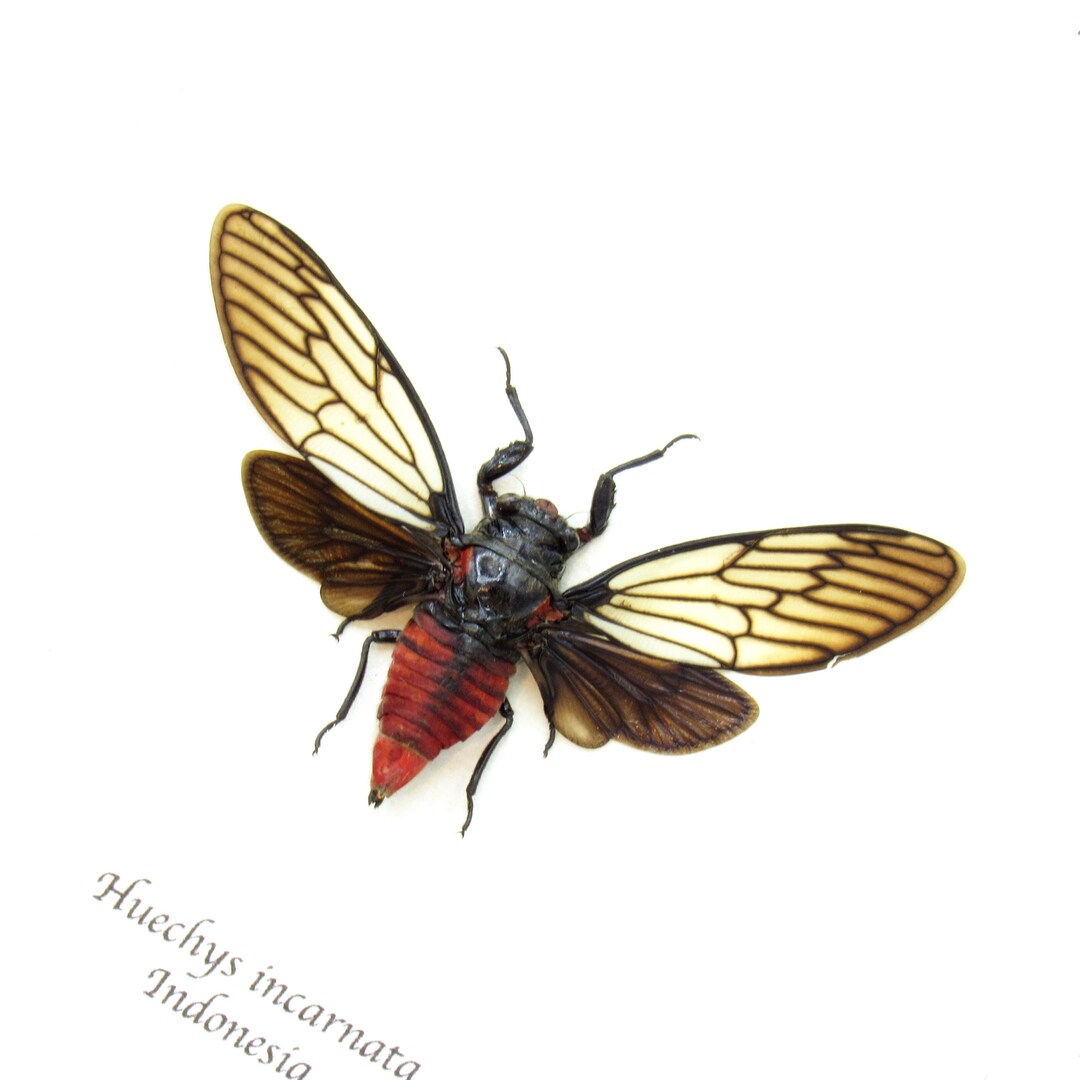 Real Red Devil Cicada Framed Taxidermy - Huechys Incarnata - Etsy