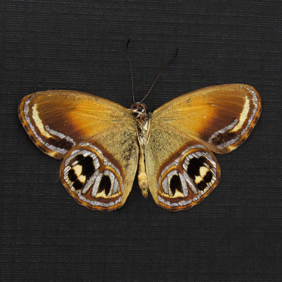 Real Metallic Gold Satyr Butterfly Framed Taxidermy - Argyronympha ...