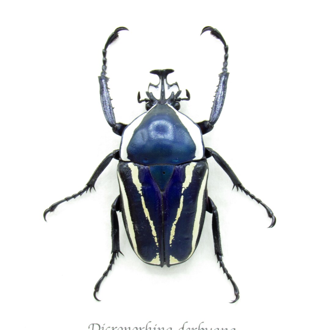 Real Scarab Beetle Framed Taxidermy Dicronorhina Derbyana Large Blue ...