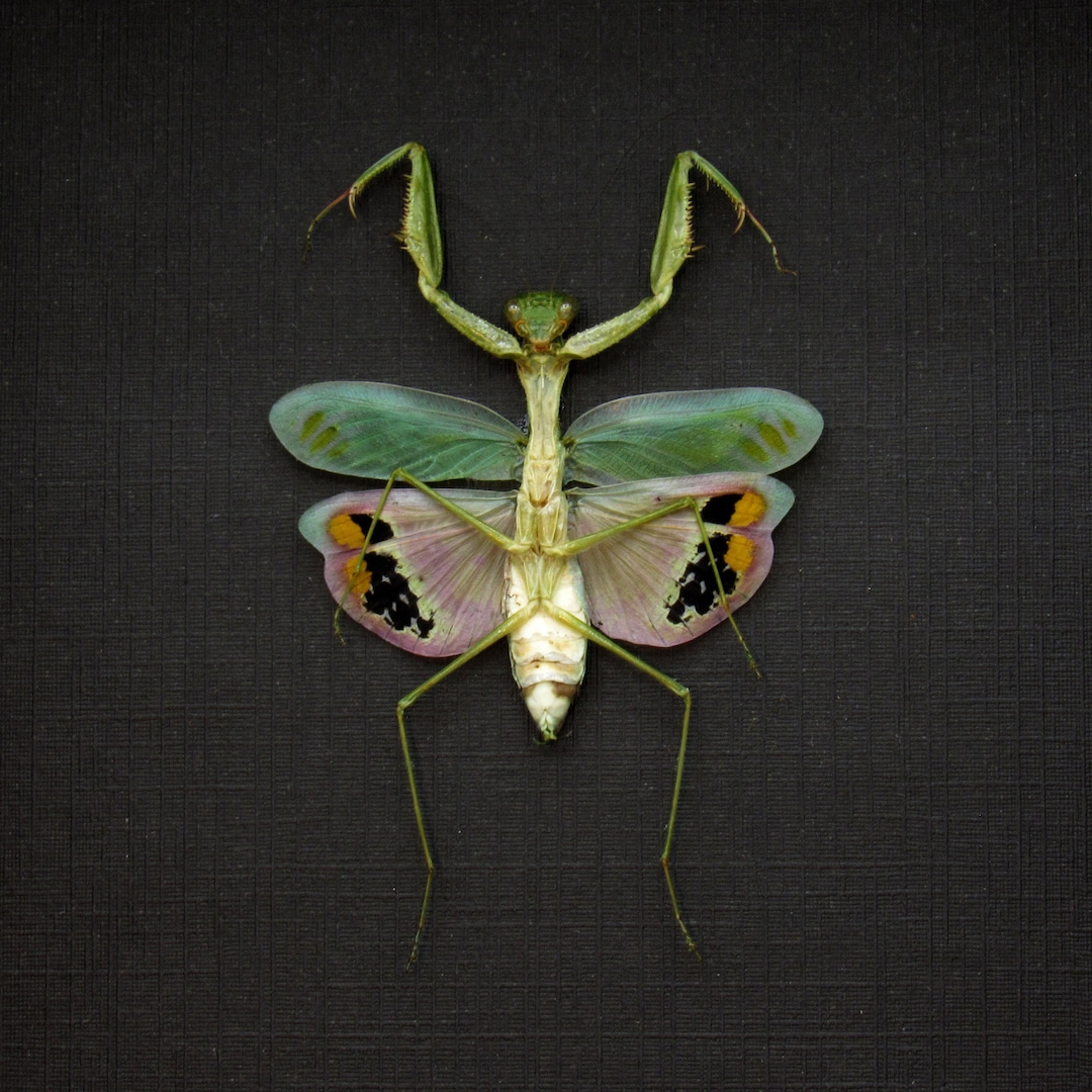 Rare Framed Pink Umbrella Mantis Taxidermy Caliris Elegans - Etsy
