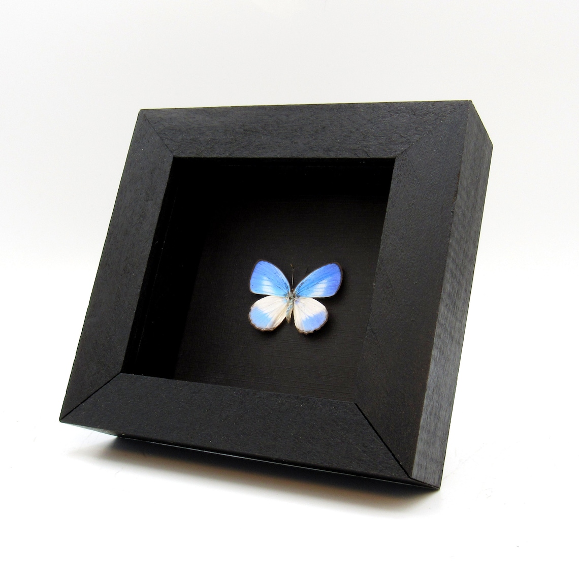 Real Tiny Blue Butterfly Framed Taxidermy Jamides Euchylas - Etsy