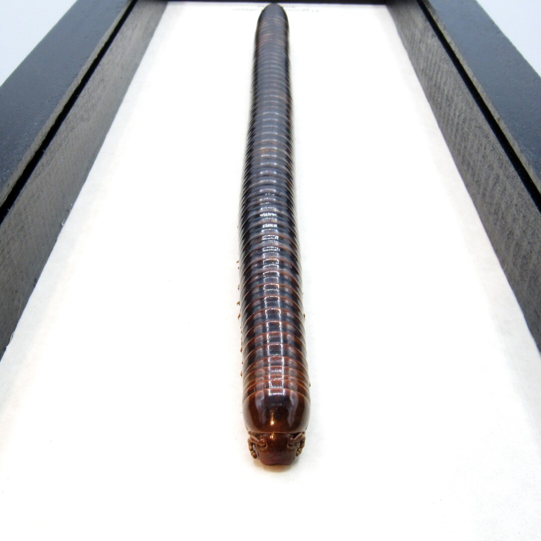 Real GIANT Scarlet Millipede Framed Taxidermy Trigoniulus Corallinus 9. ...