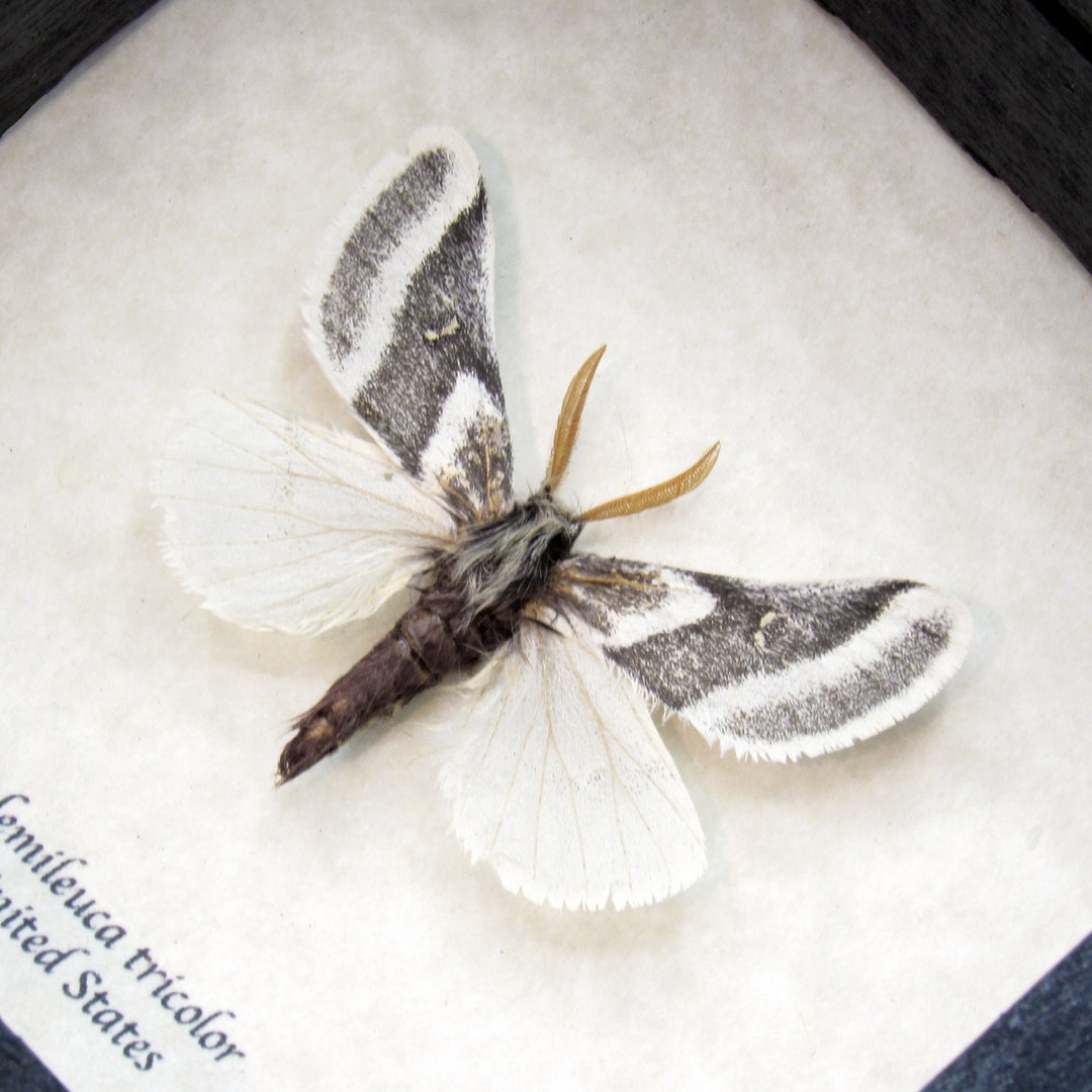 Real Tricolor Buckmoth Framed Taxidermy - Hemileuca Tricolor - Etsy