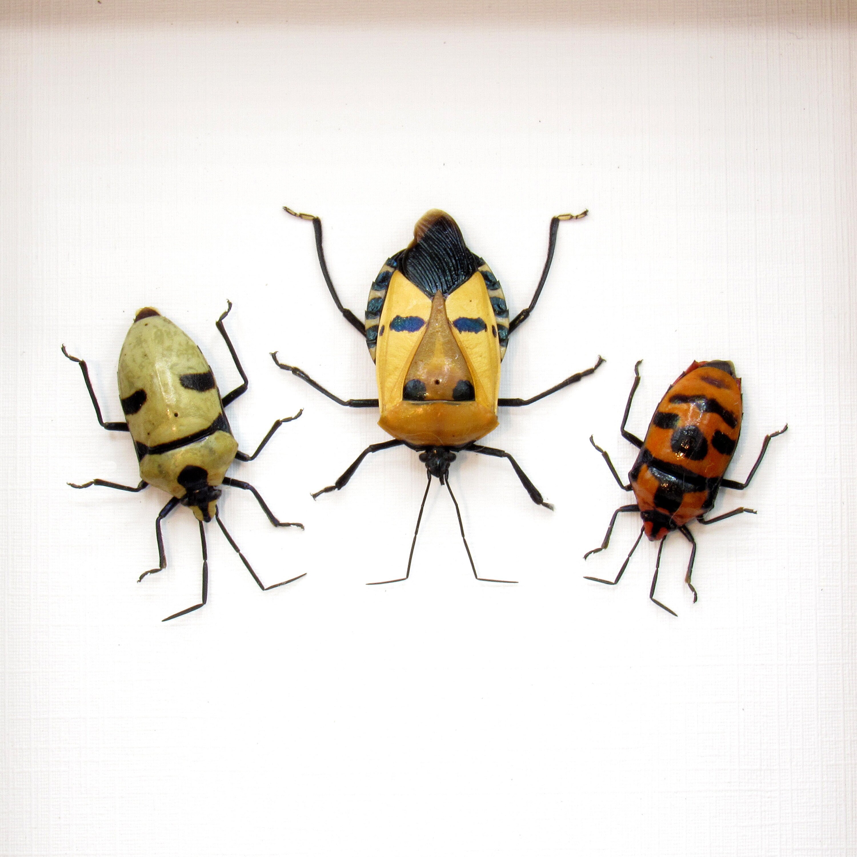 Real Bugs With Human Faces Dancing : - Etsy UK