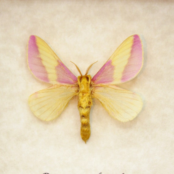 Real Pink Rosy Maple Moth Framed Taxidermy Dryocampa - Etsy