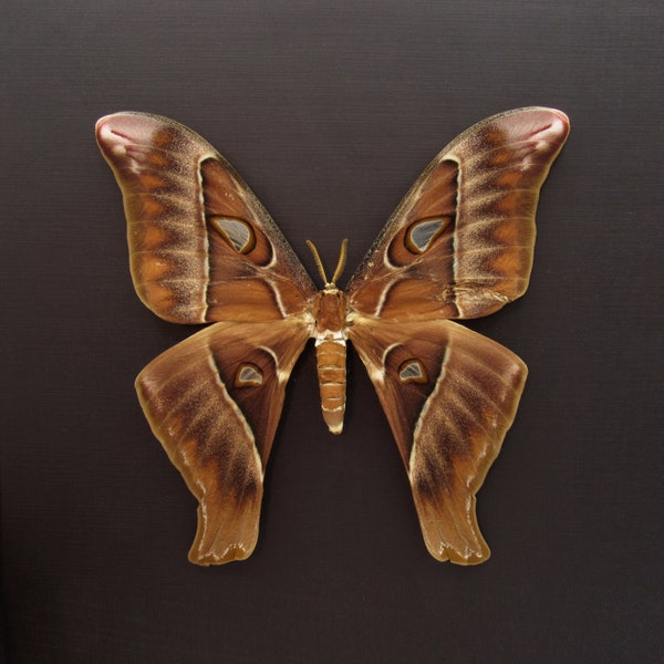 Taxidermy Moths - Etsy