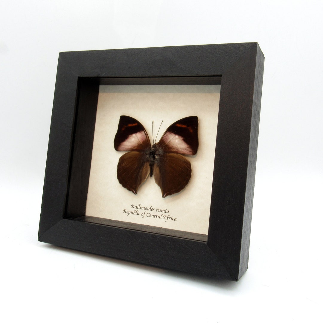 Real Framed Taxidermy Butterfly - Kallimoides Rumia - Etsy