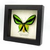 Real Rare Kaiser-i-hind Swallowtail Butterfly Framed - Teinopalpus ...