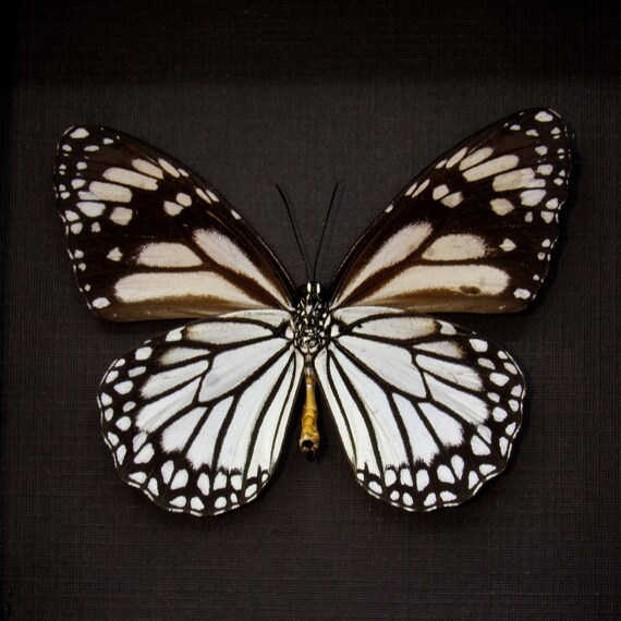 Real White Tiger Butterfly Framed Taxidermy Danaus - Etsy