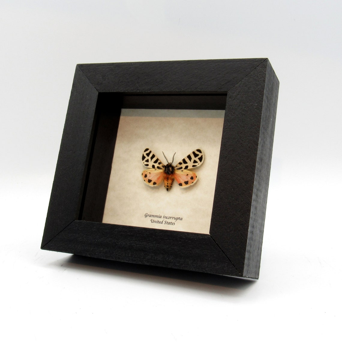 Rare Pink Tiger Moth Framed Taxidermy Grammia Incorrupta - Etsy