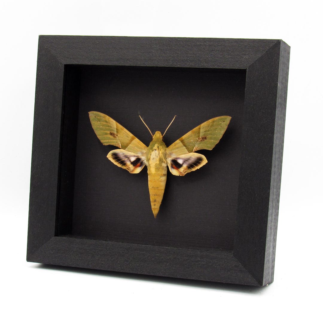Rare Large Green Gaudy Sphinx Moth Framed Taxidermy - Eumorpha ...