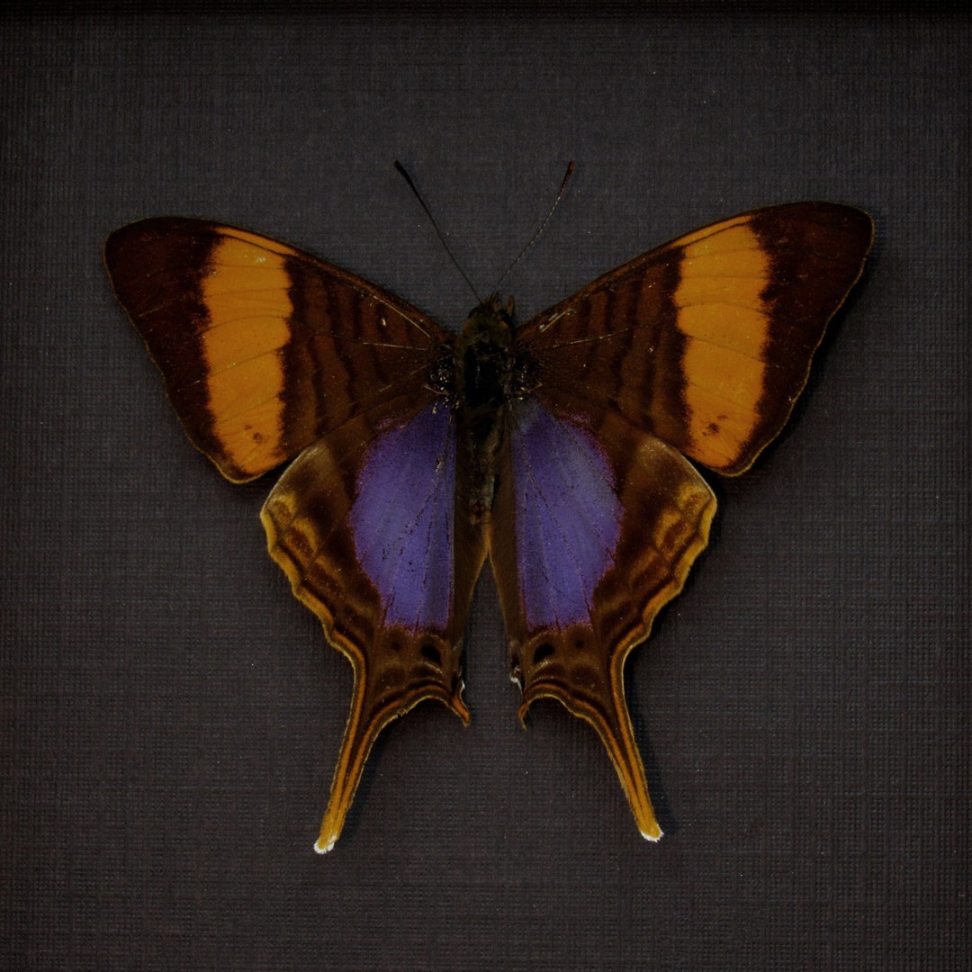 Real Purple Butterfly Framed Taxidermy - Marpesia Corinna - Victorian ...