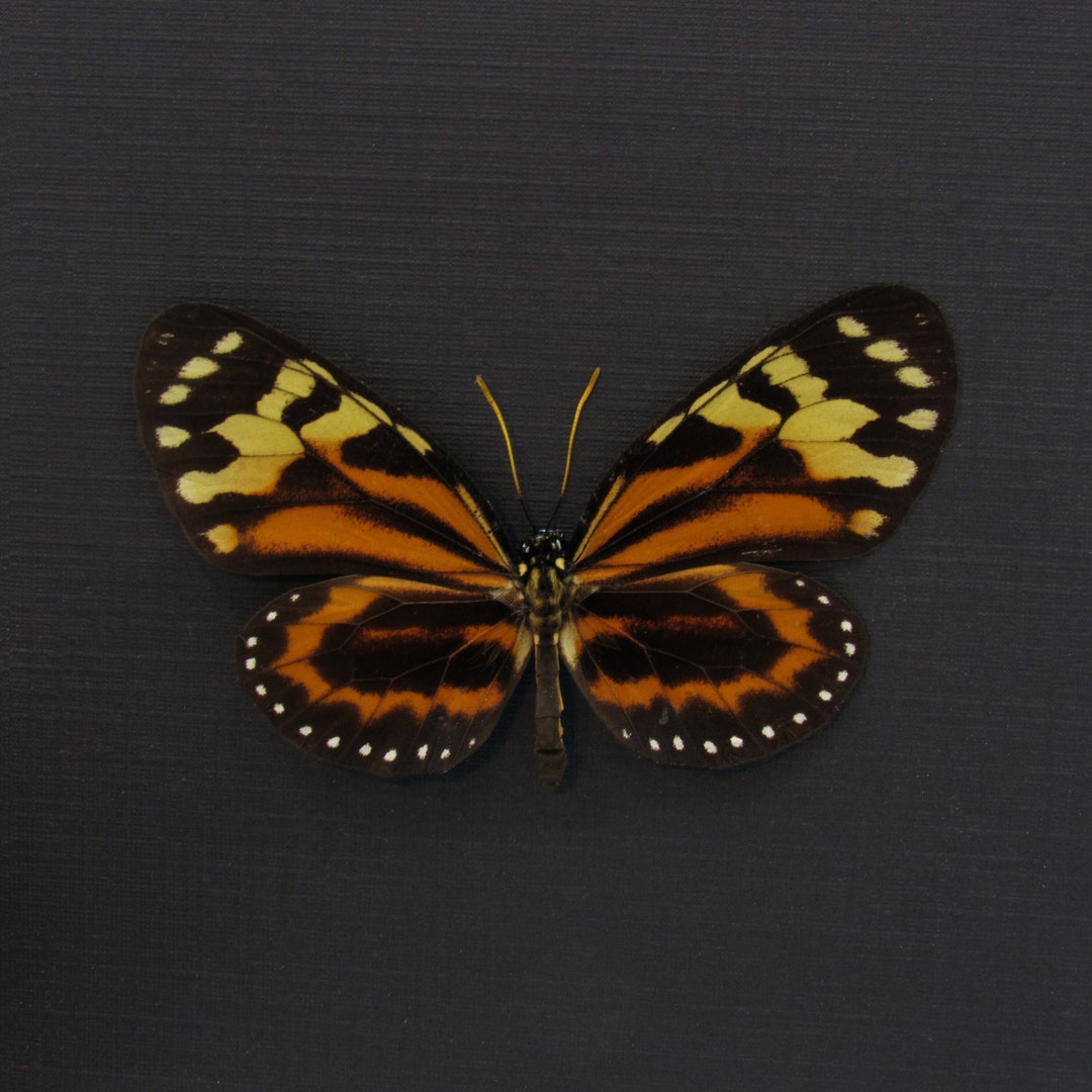 Real Orange Tropical Milkweed Butterfly Framed Taxidermy - Lycorea ...