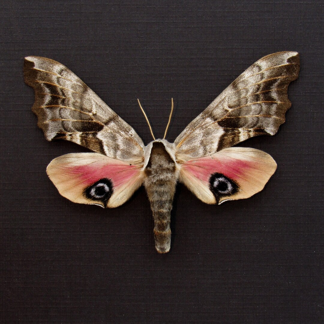 Real One Eyed Sphinx Moth Framed Taxidermy Smerinthus Cerisyi Female - Etsy